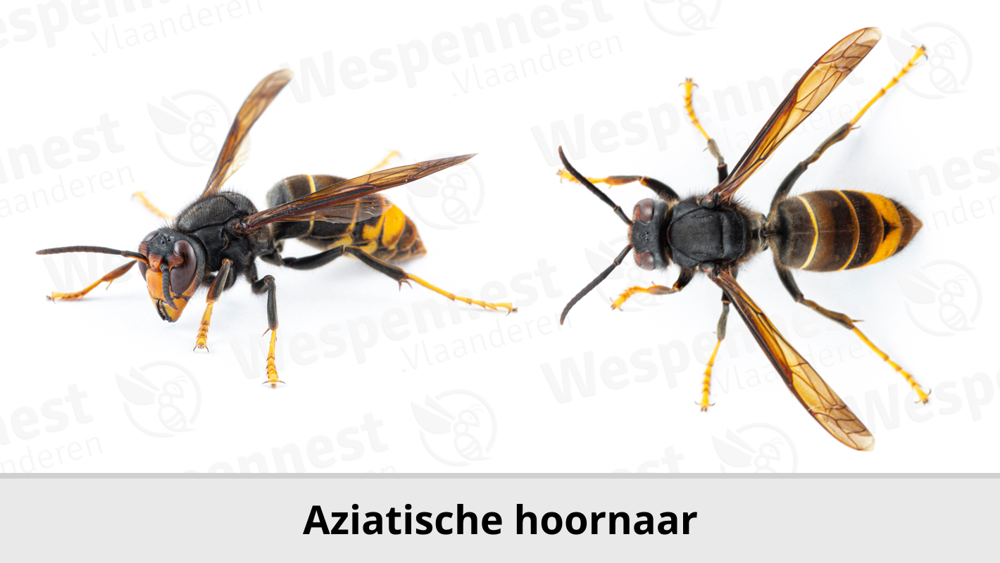 Aziatische Hoornaar